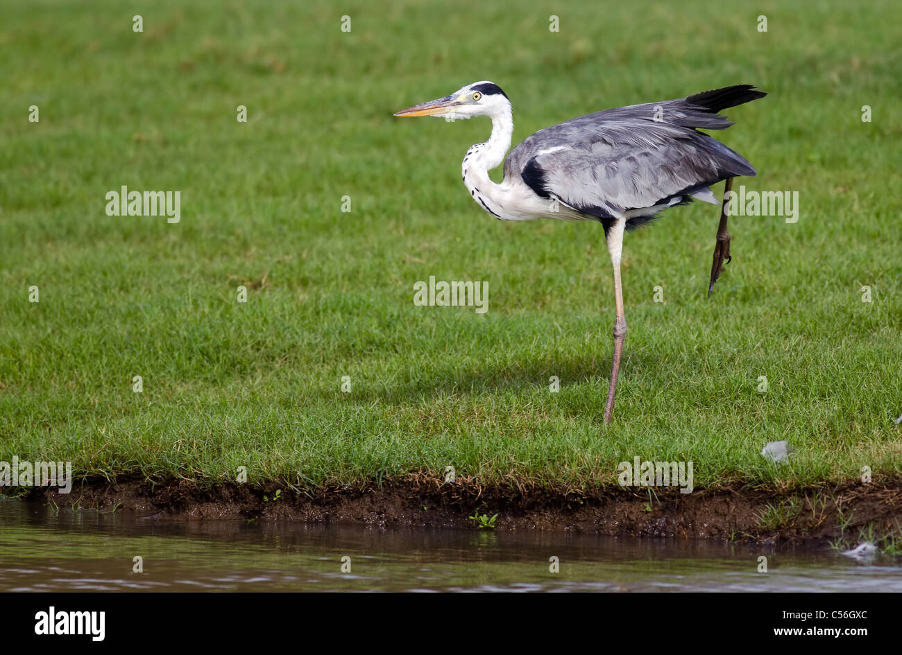 Heron on one leg hi-res stock photography and images - Alamy