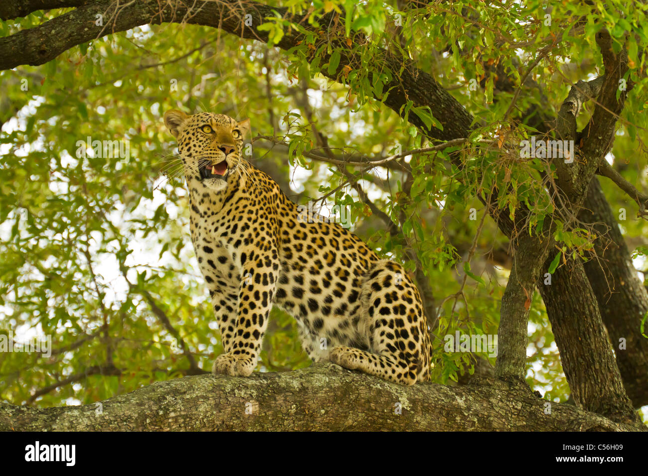 Leopard sitting in a Tree in Botswana's Linyanti Area Stock Photo - Alamy