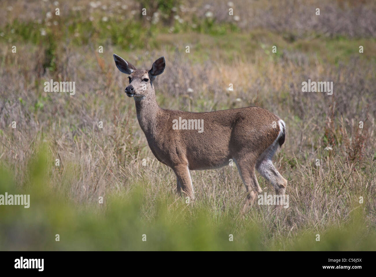 Mule Deer Doe Stock Photo - Alamy