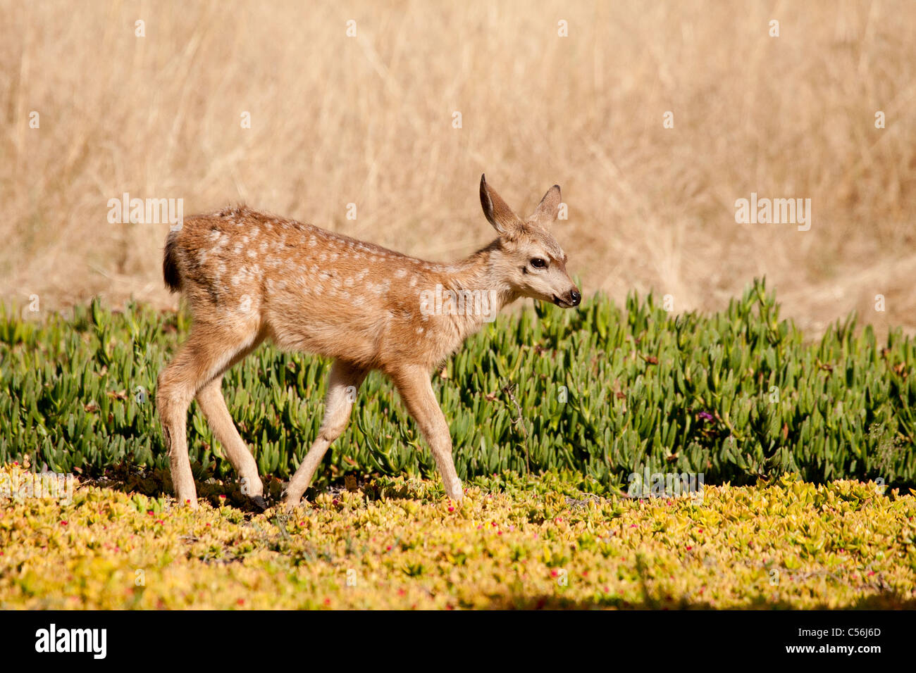 Mule Deer Fawn Stock Photo - Alamy