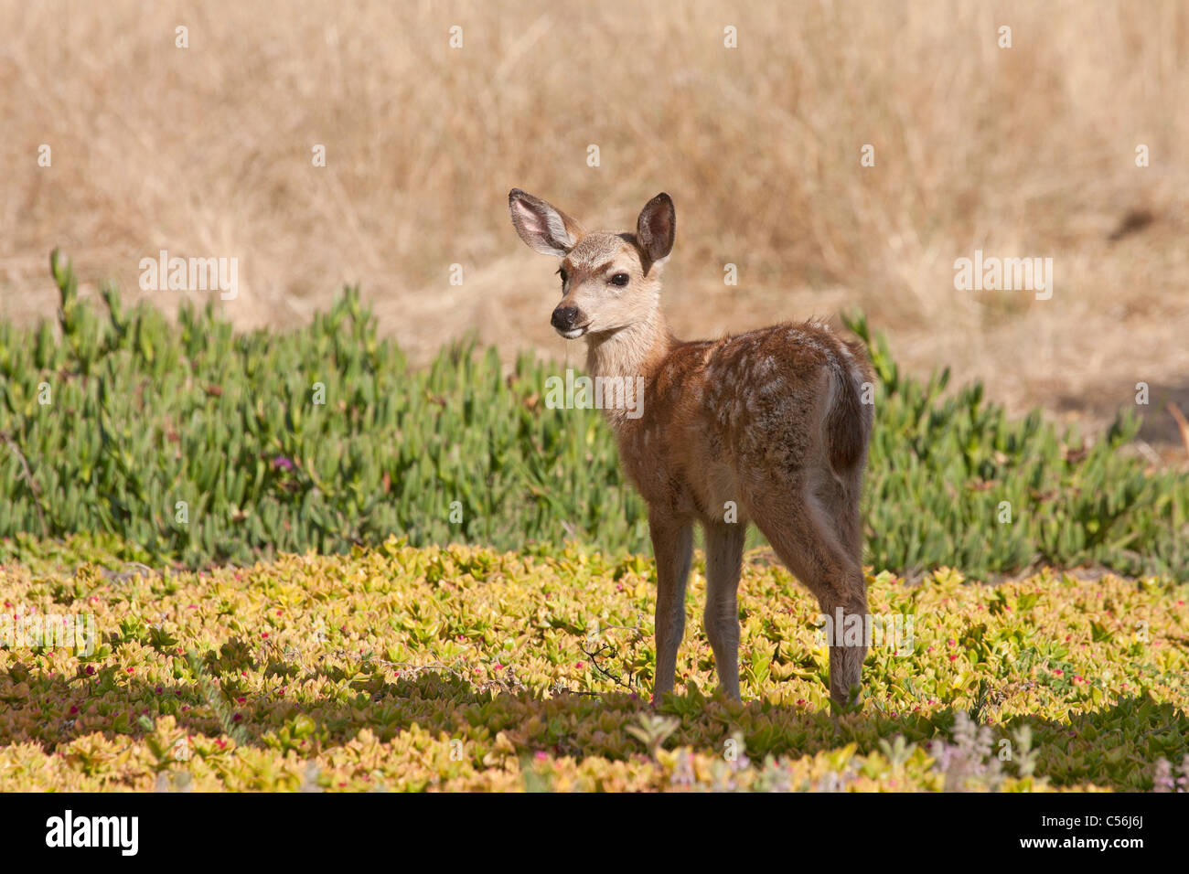 Mule Deer Fawn Stock Photo - Alamy