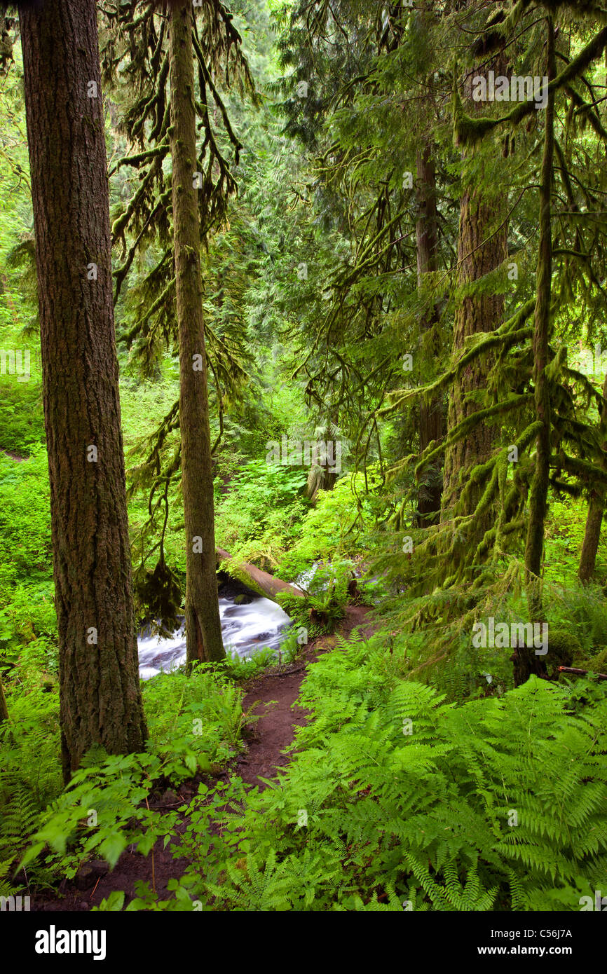 Latourell Creek, Guy W. Talbot State Park, Columbia River Gorge ...