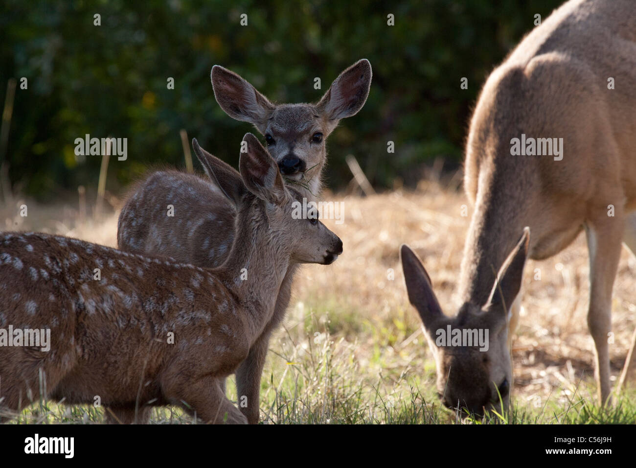 Two mule deer hi-res stock photography and images - Alamy