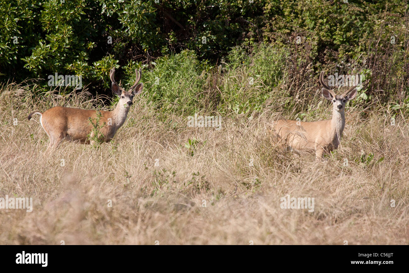 Two Mule Deer Bucks Stock Photo - Alamy