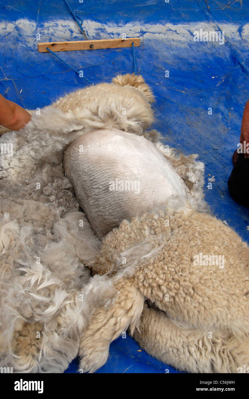 Alpaca - Shearing Stock Photo - Alamy