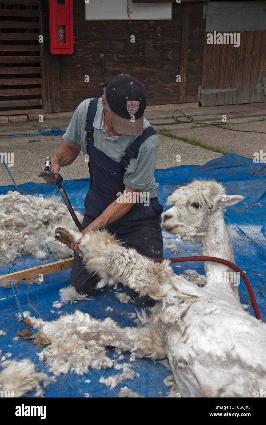 Alpaca - Shearing Stock Photo - Alamy