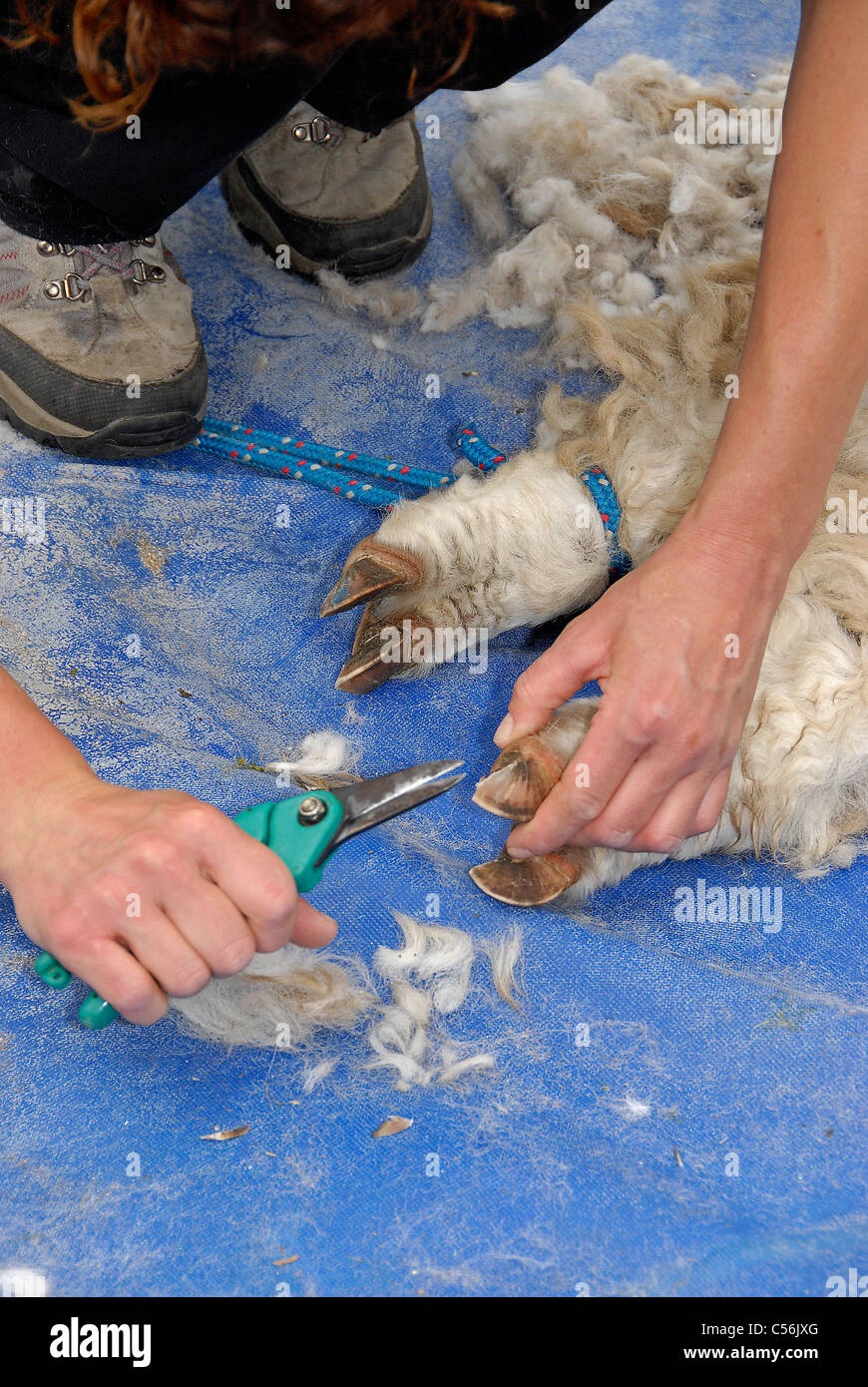 Alpaca. Clipping of hooves Stock Photo - Alamy