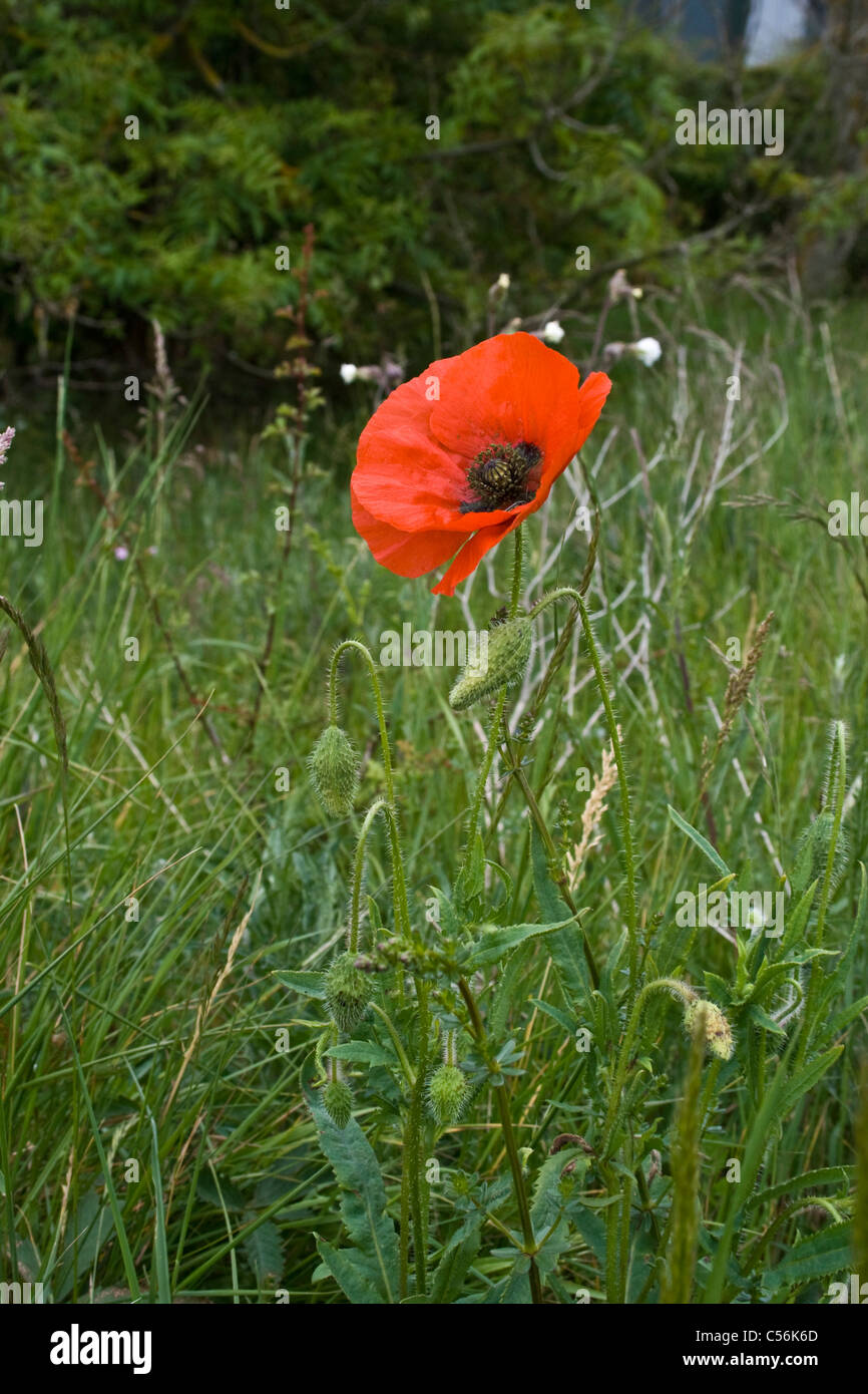 Poppy field northumberland hi-res stock photography and images - Alamy