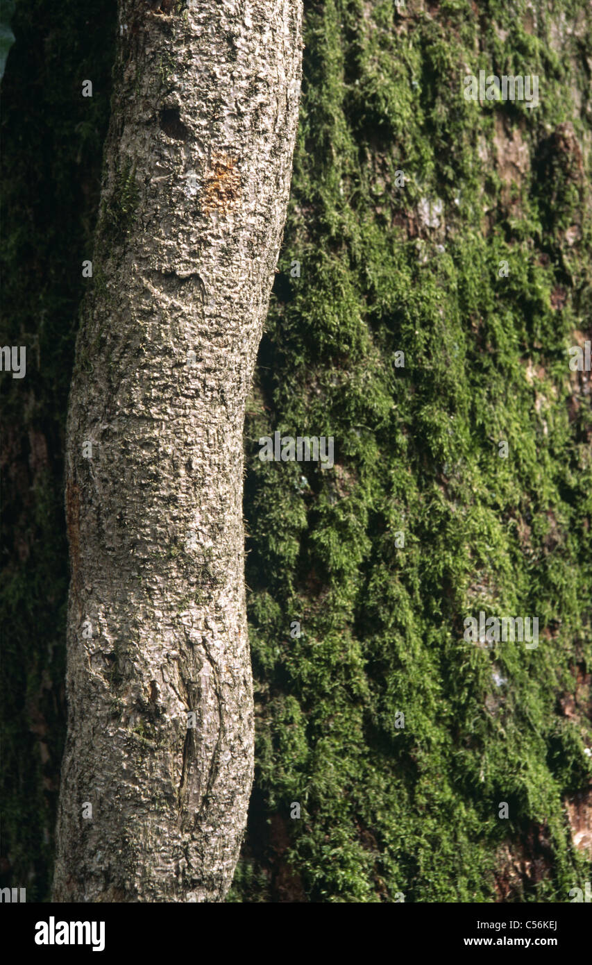 Bark and moss abstract Stock Photo - Alamy