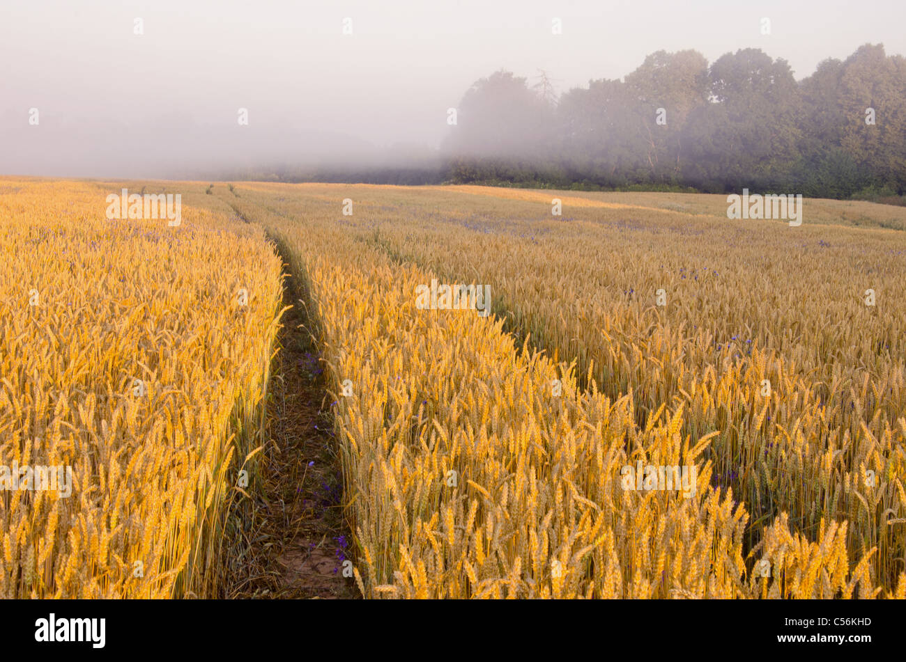 summer morning crop field in mist and sun Stock Photo - Alamy