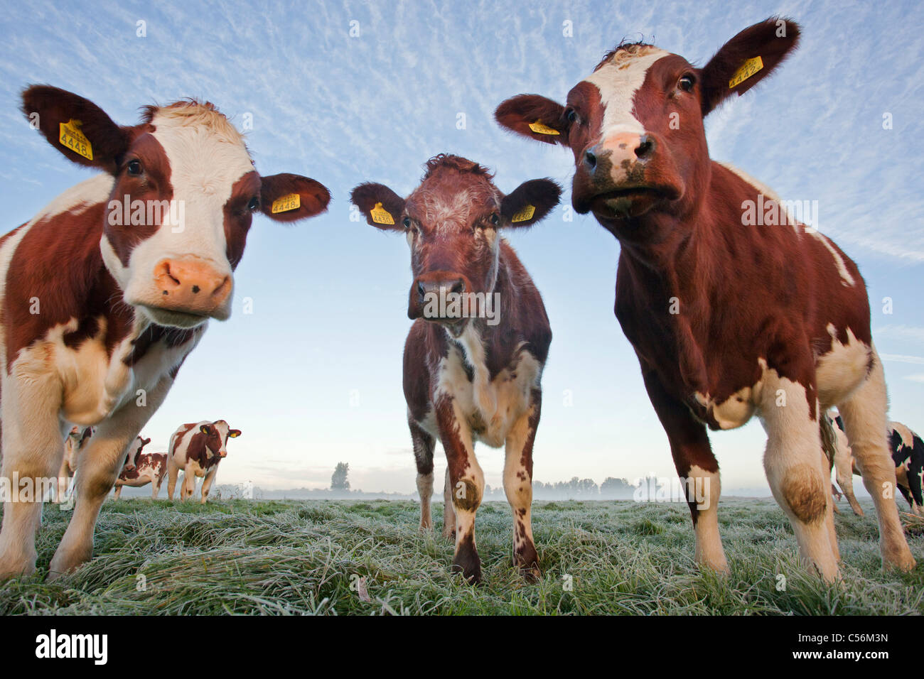 The cows hi-res stock photography and images - Alamy