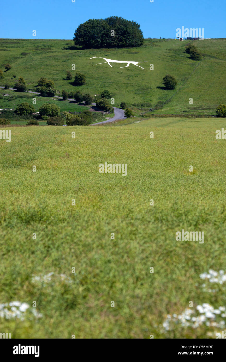 Hackpen horse hi-res stock photography and images - Alamy