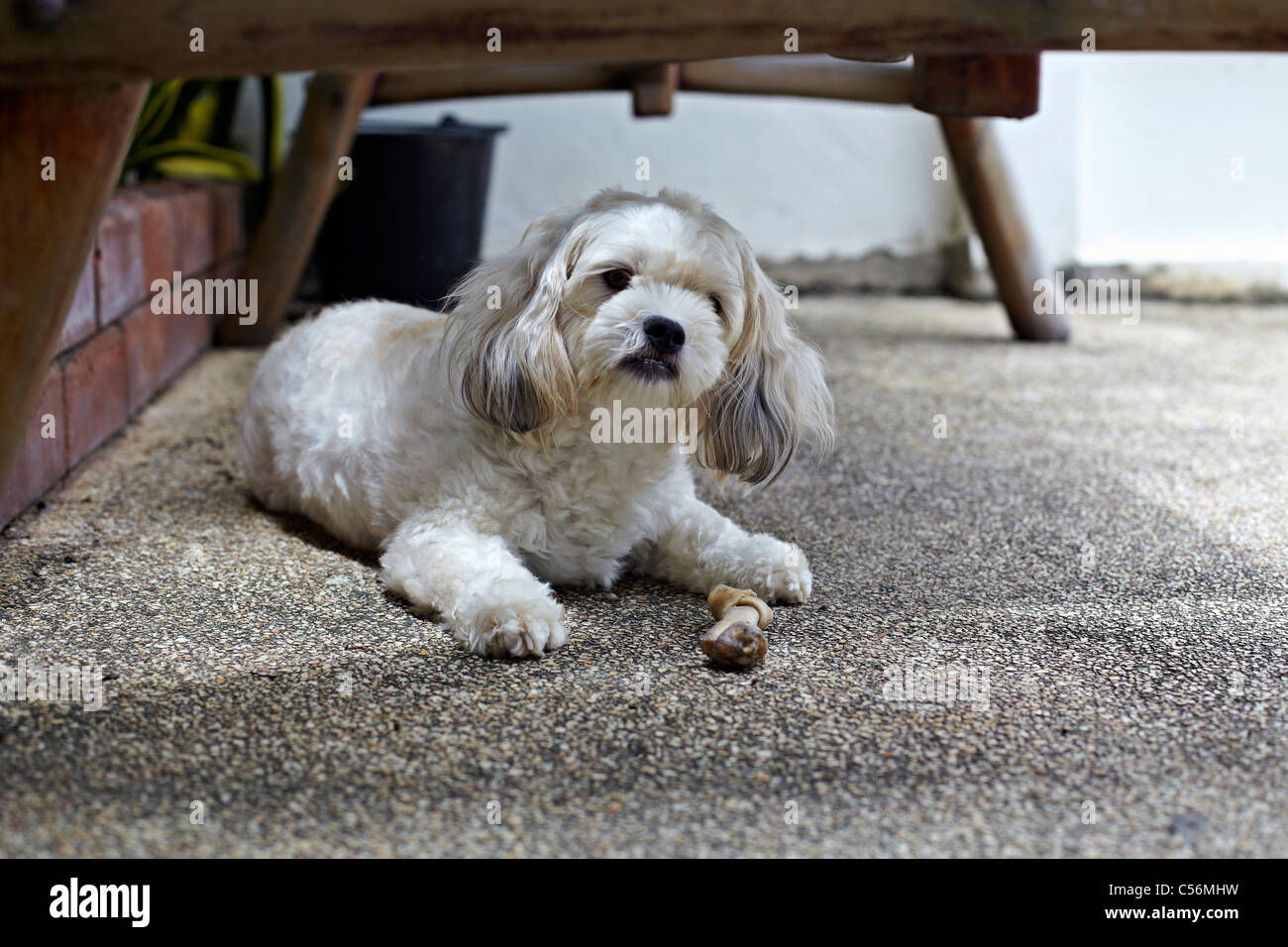 Shih Tzu Cross High Resolution Stock Photography and Images - Alamy