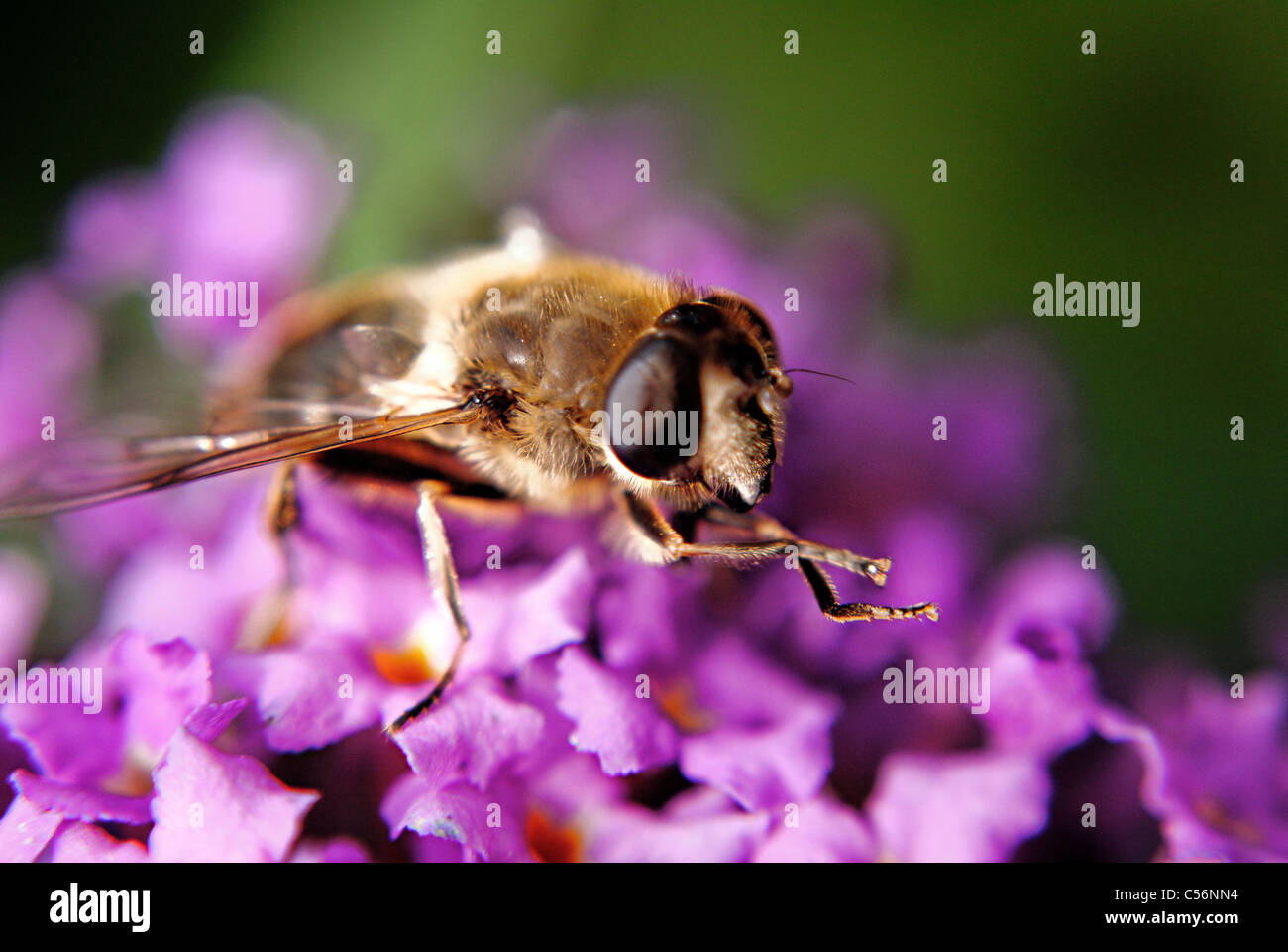 insect close up Stock Photo - Alamy