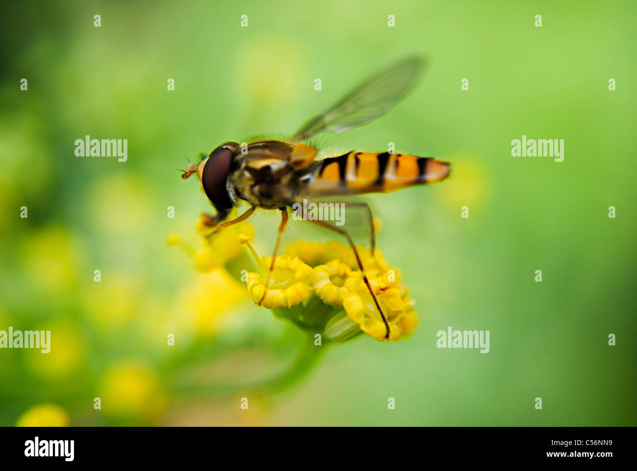 insect close up Stock Photo - Alamy