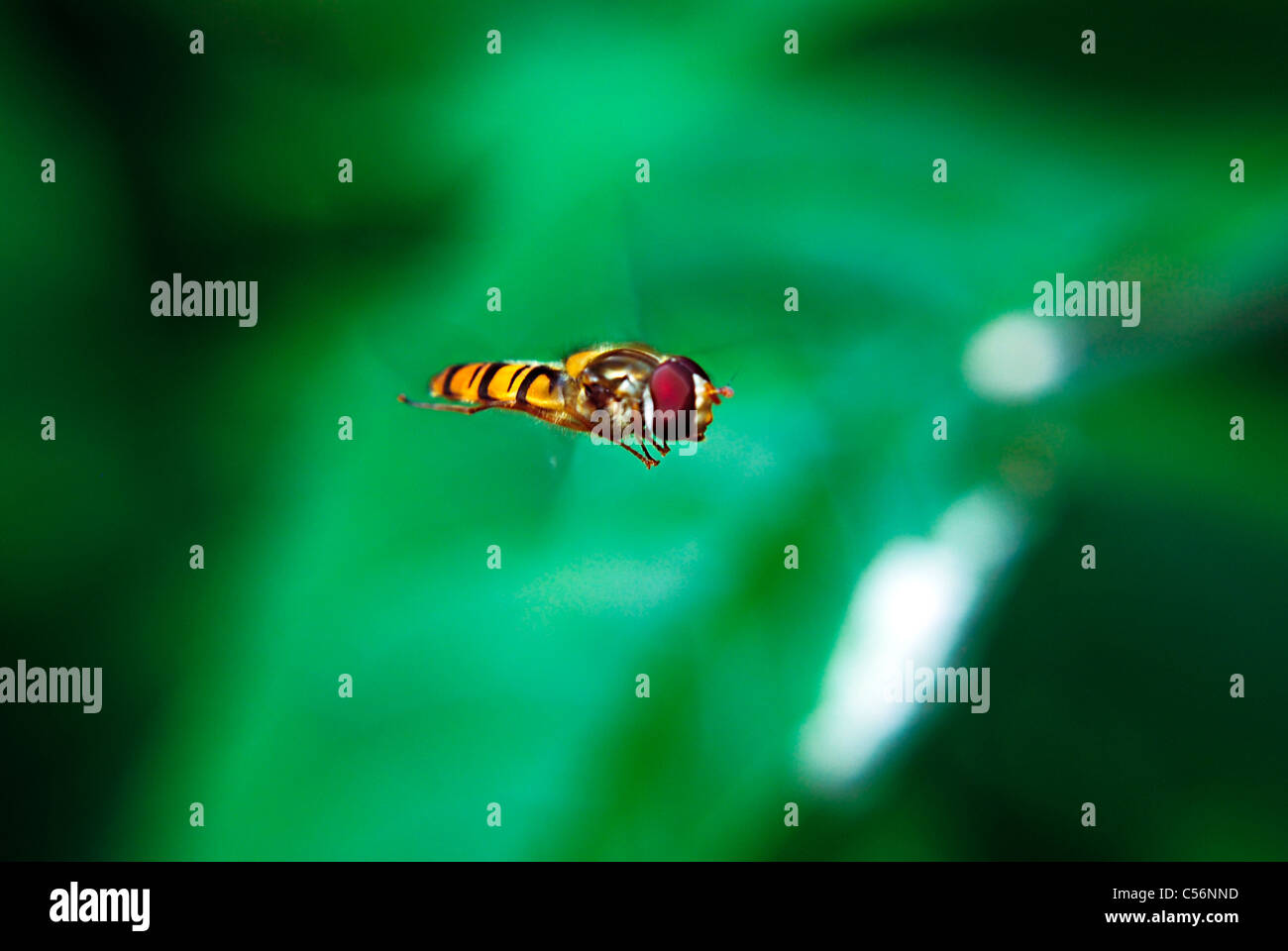 insect close up Stock Photo - Alamy
