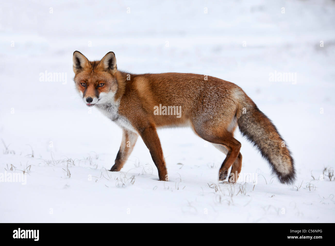The Netherlands, Zandvoort. Red fox in snow Stock Photo - Alamy