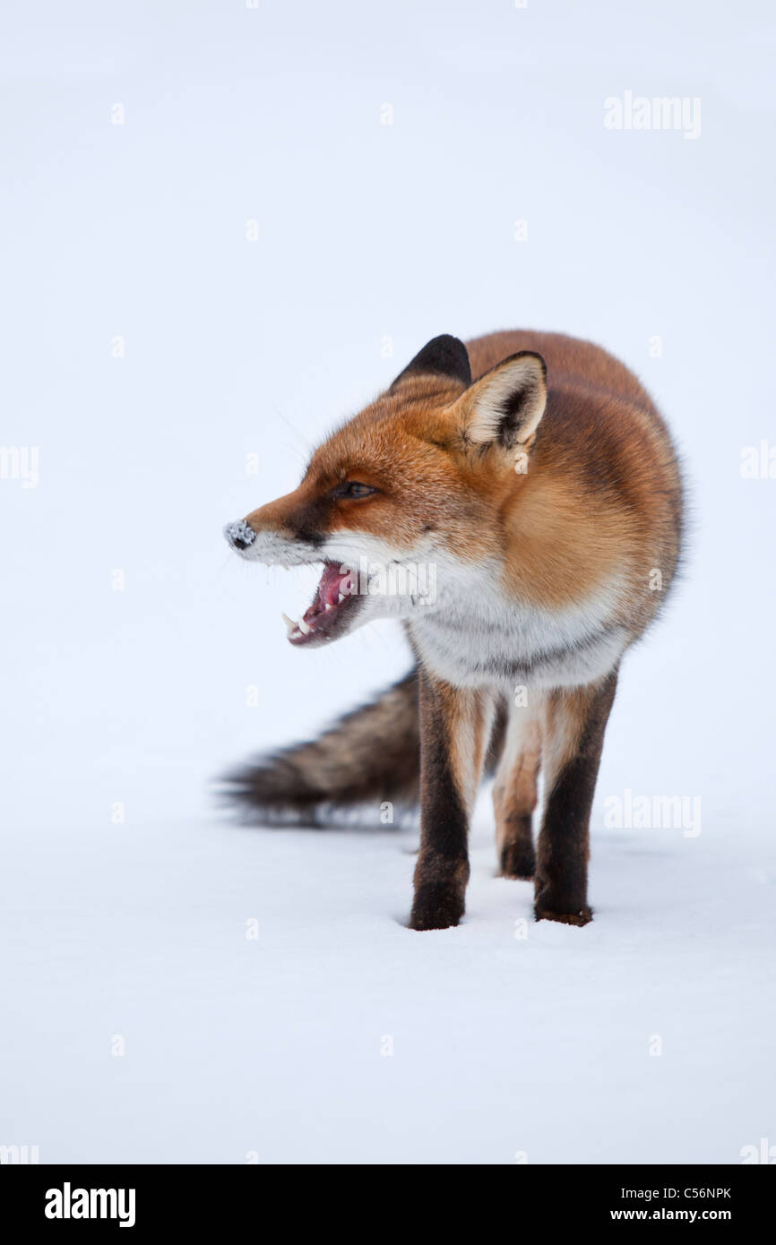 Fox mouth open hi-res stock photography and images - Alamy