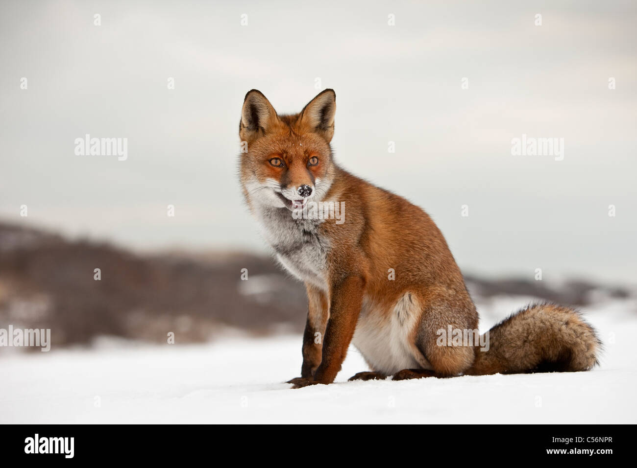 The Netherlands, Zandvoort. Red fox in snow Stock Photo - Alamy