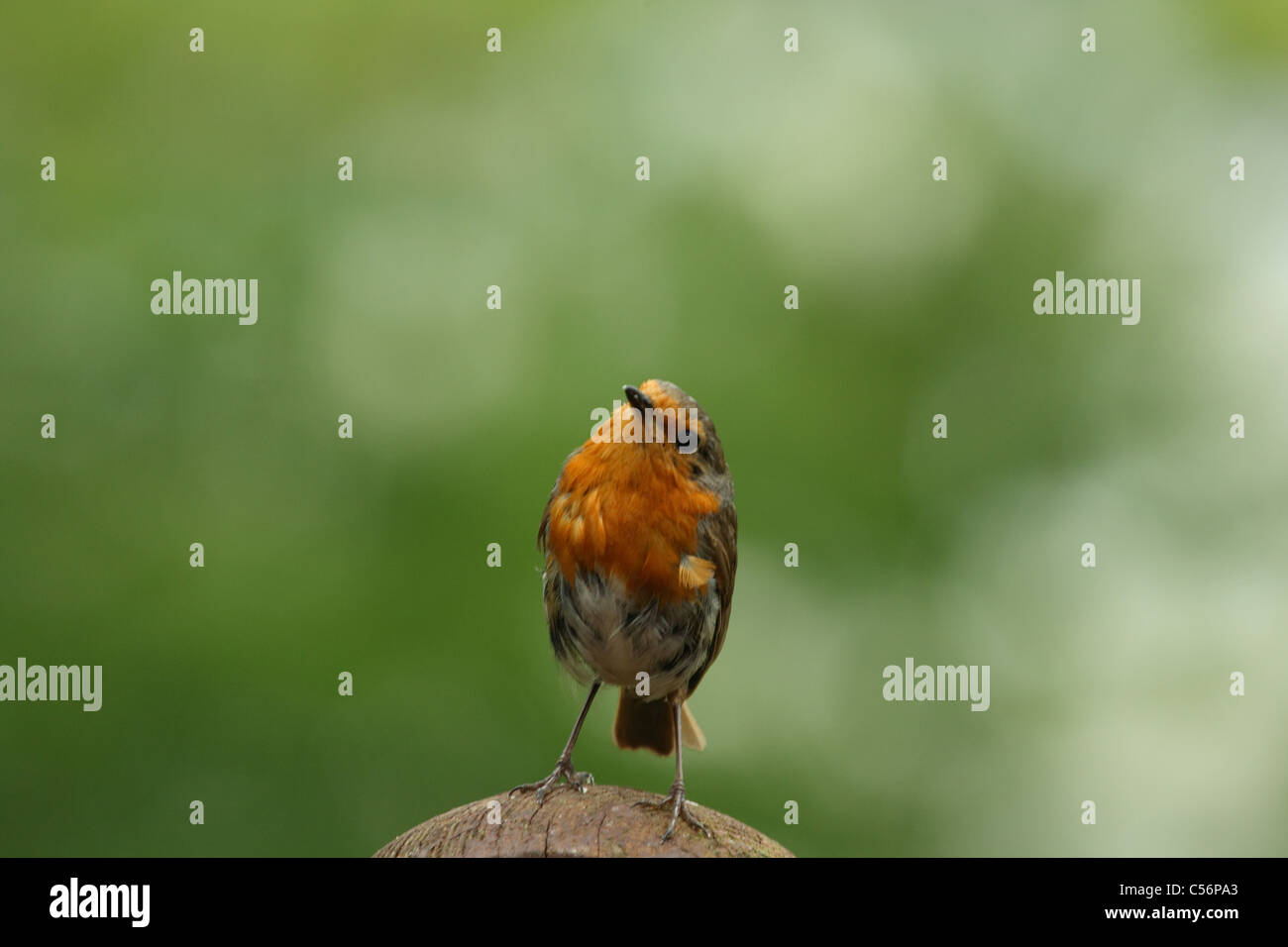 Robin friend hi-res stock photography and images - Alamy