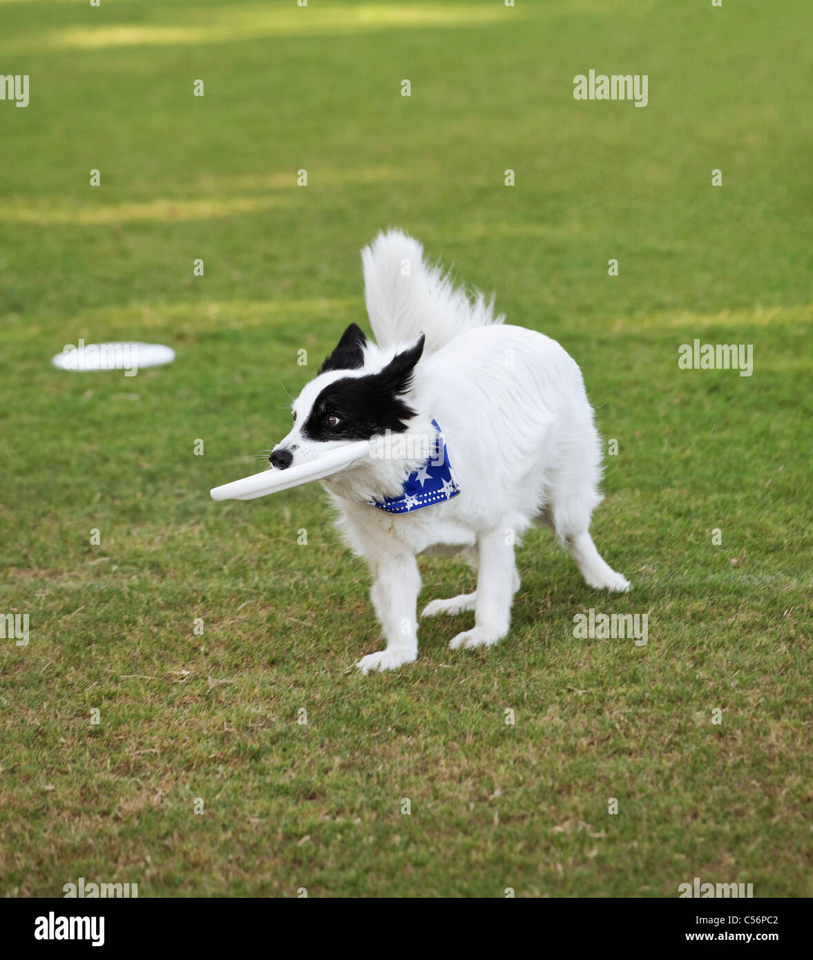 Dog Frisbee High Resolution Stock Photography and Images - Alamy