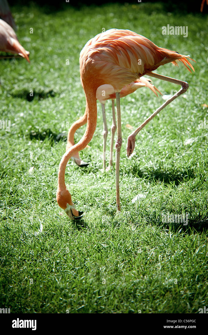 some flamingo birds resting in the sun Stock Photo - Alamy