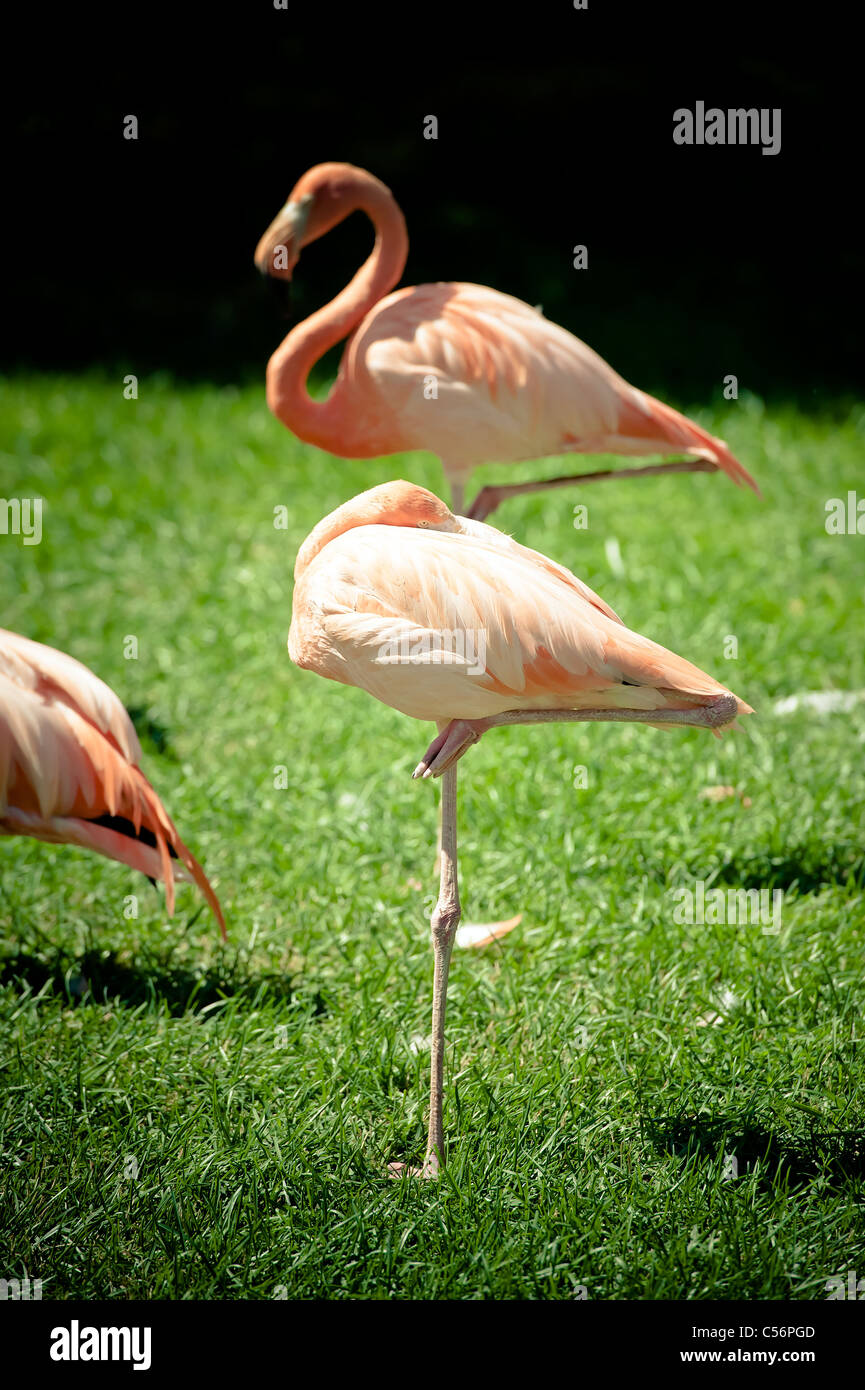 some flamingo birds resting in the sun Stock Photo - Alamy