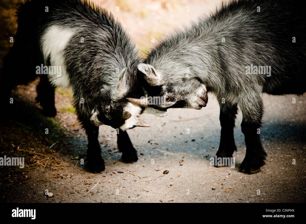 Two Goats Fighting High Resolution Stock Photography and Images - Alamy
