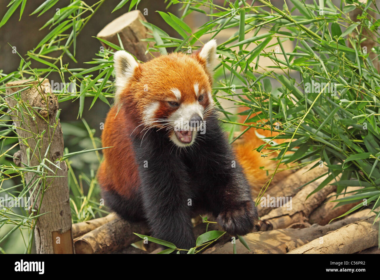 Chinese little panda hi-res stock photography and images - Alamy