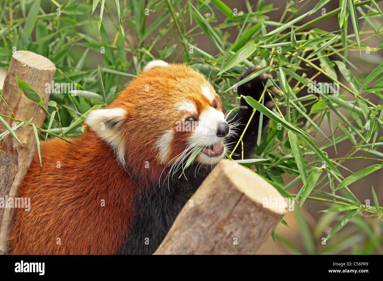 Chinese little panda hi-res stock photography and images - Alamy