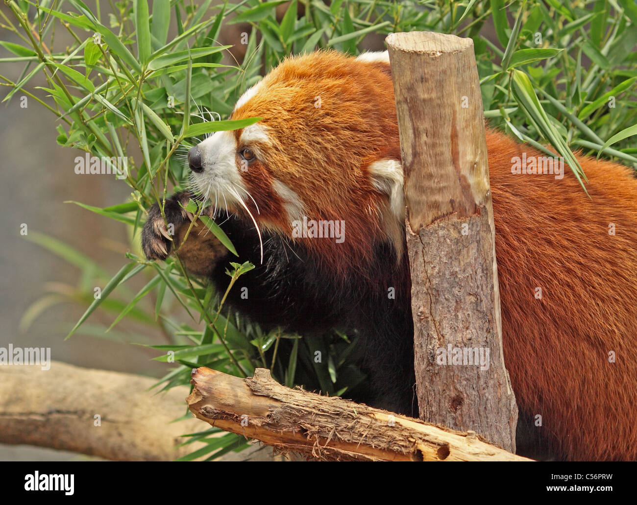 Turtles of nepal hi-res stock photography and images - Alamy