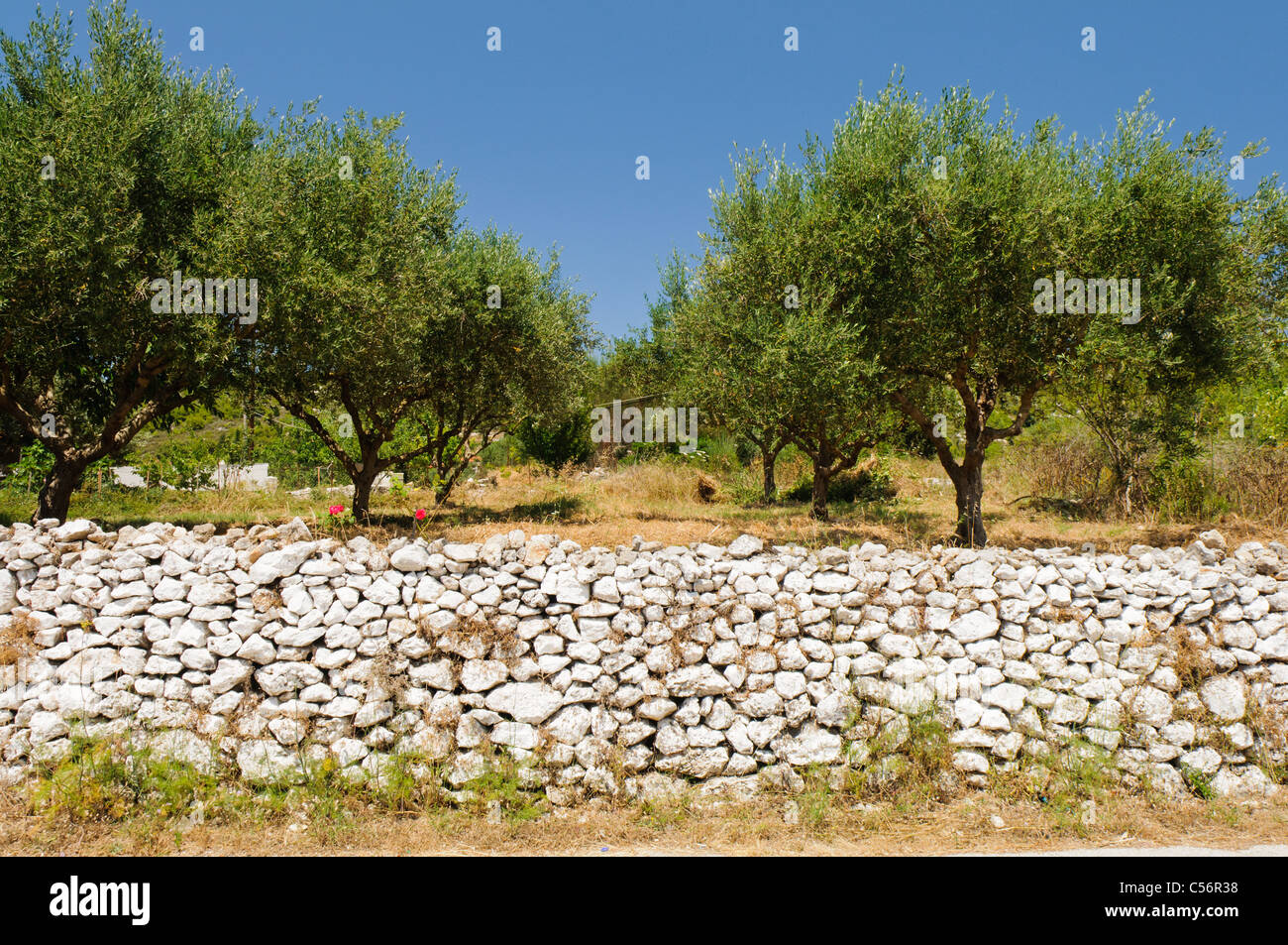 Olive trees in an olive grove beside a narrow road in a small Greek ...