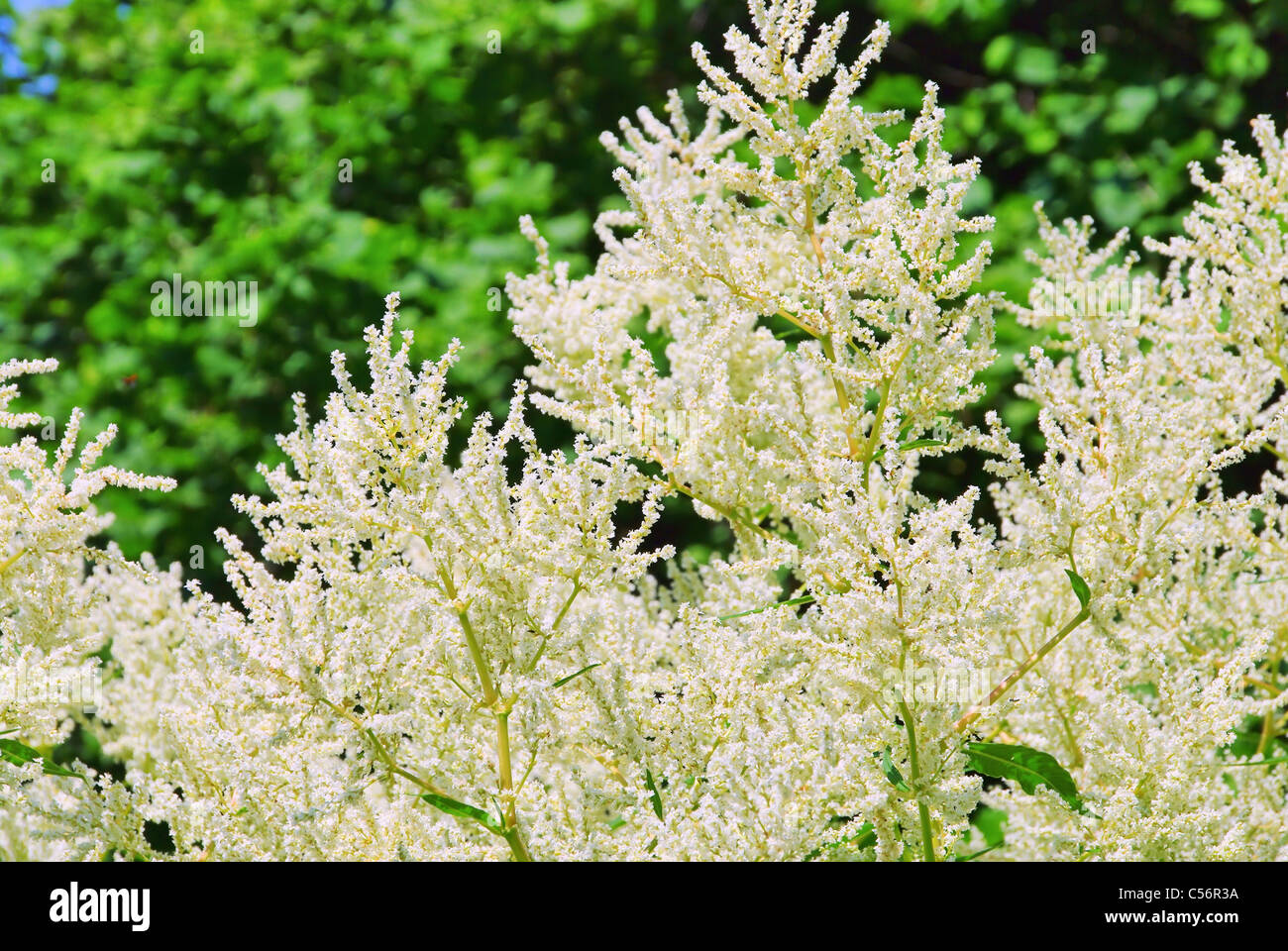 Geissbart - Goatsbeard 01 Stock Photo - Alamy