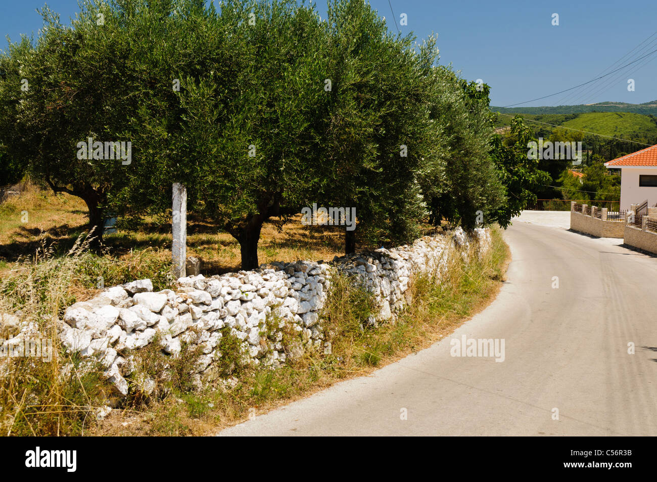 Olive trees in an olive grove beside a narrow road in a small Greek ...