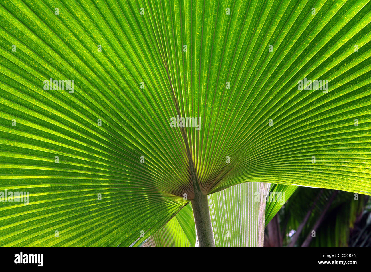 Fan shaped palm leaf hi-res stock photography and images - Alamy