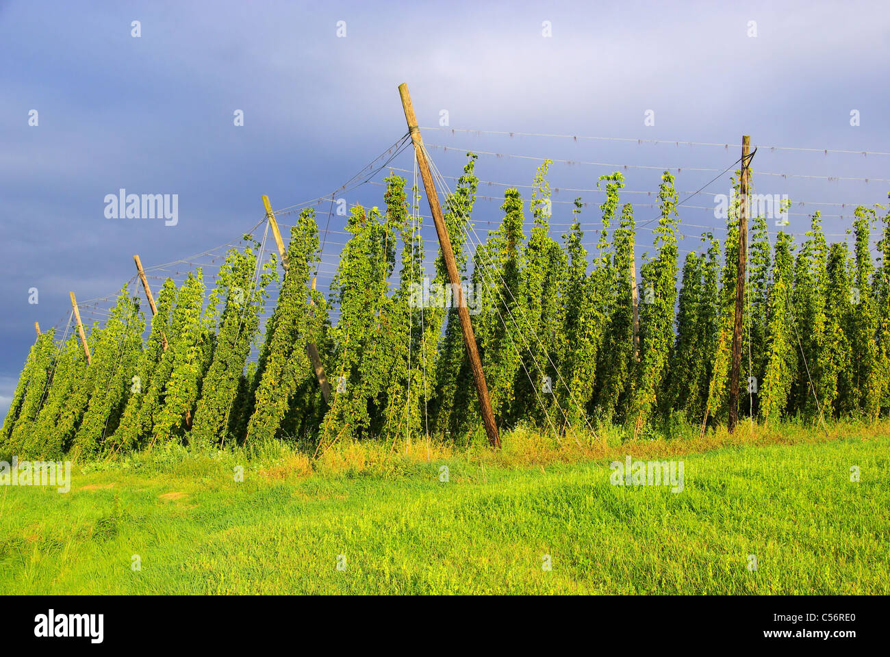 Hopfenfeld hi-res stock photography and images - Alamy