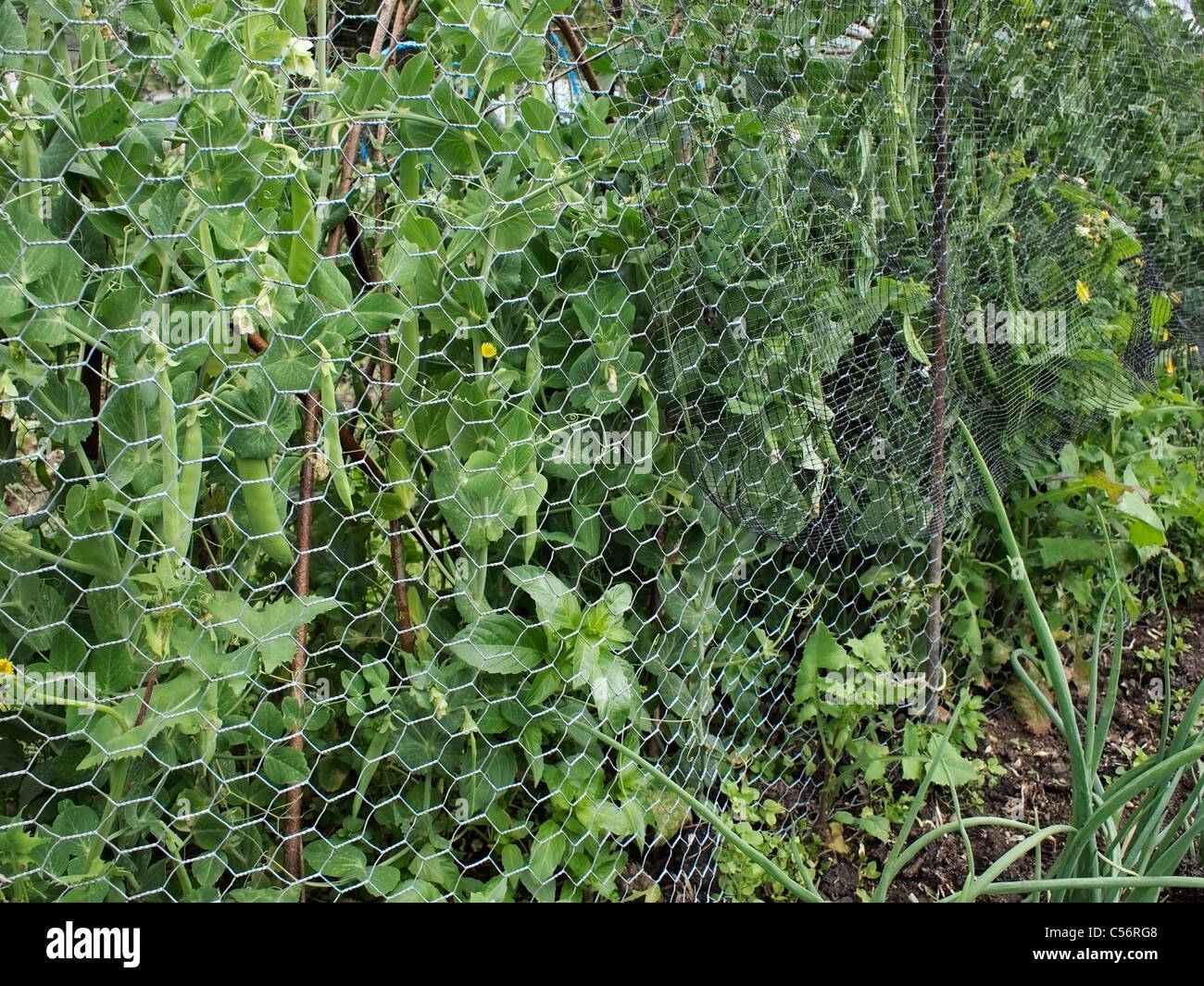 Peas growing behind wire netting Stock Photo - Alamy