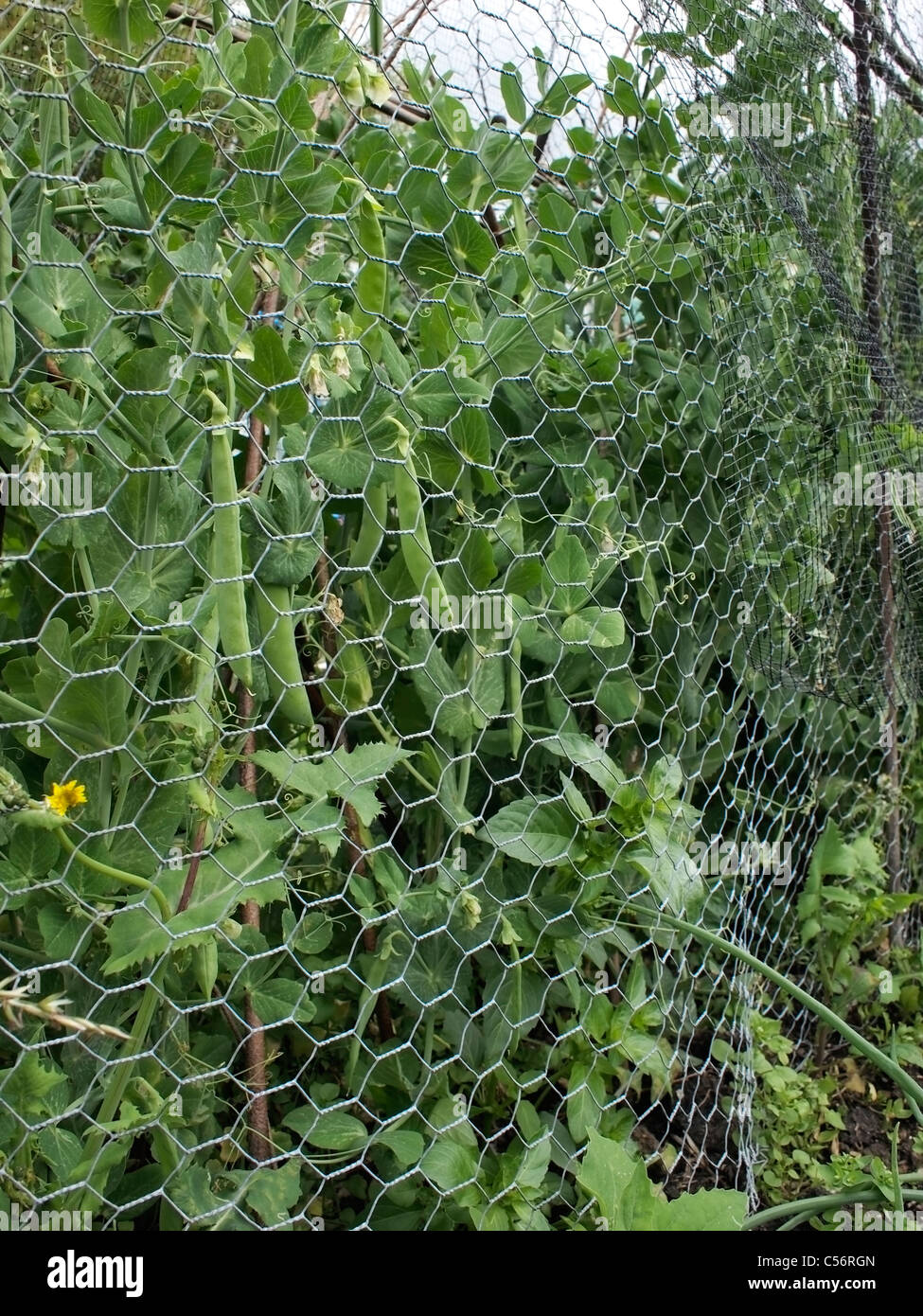 Peas growing behind wire netting Stock Photo - Alamy