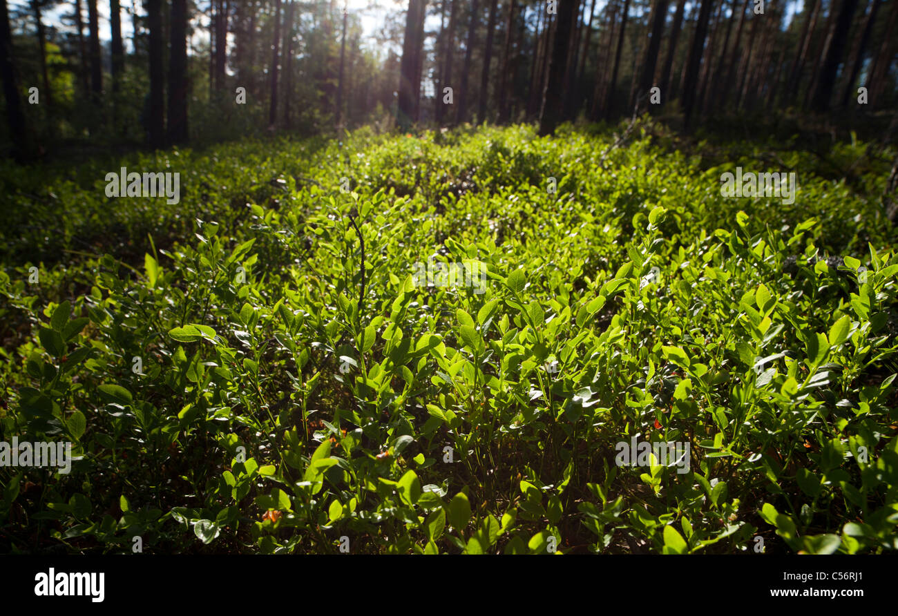 View of growing wild blueberry ( Vaccinium myrtillus ) underbrush at ...