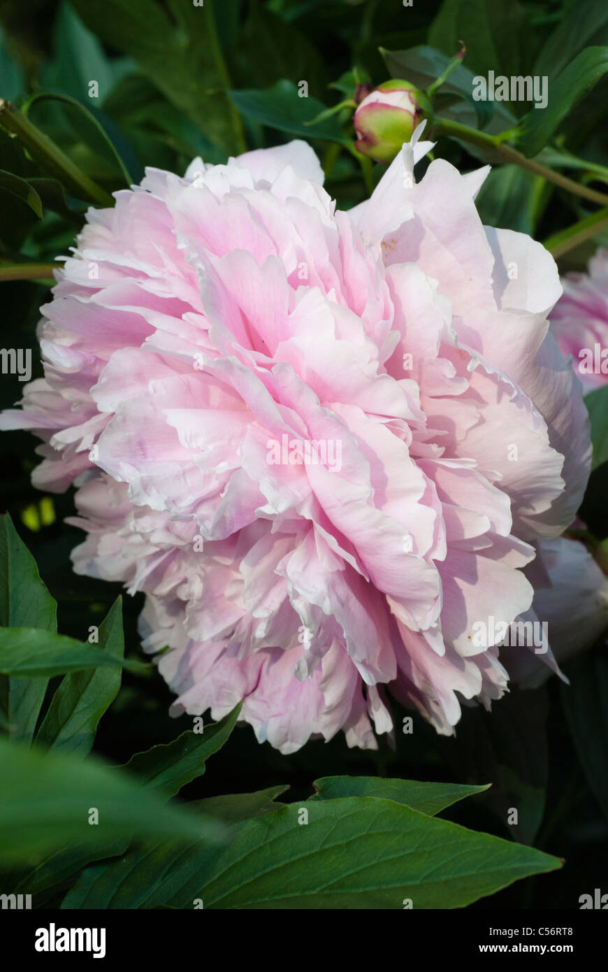 Close up of the pink peony flower Stock Photo - Alamy