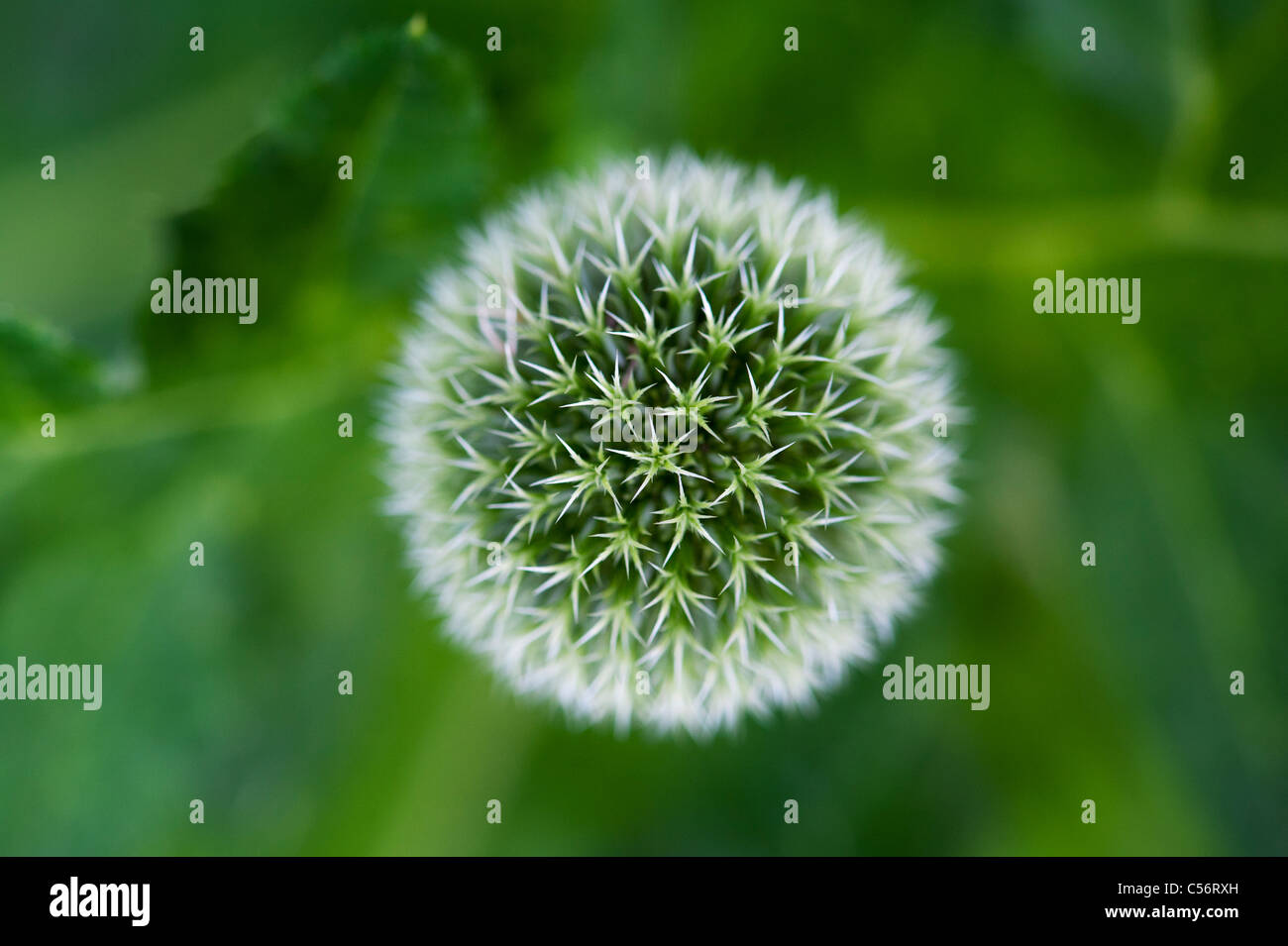 Echinops bannaticus Albus . Looking down onto a Globe thistle flower ...