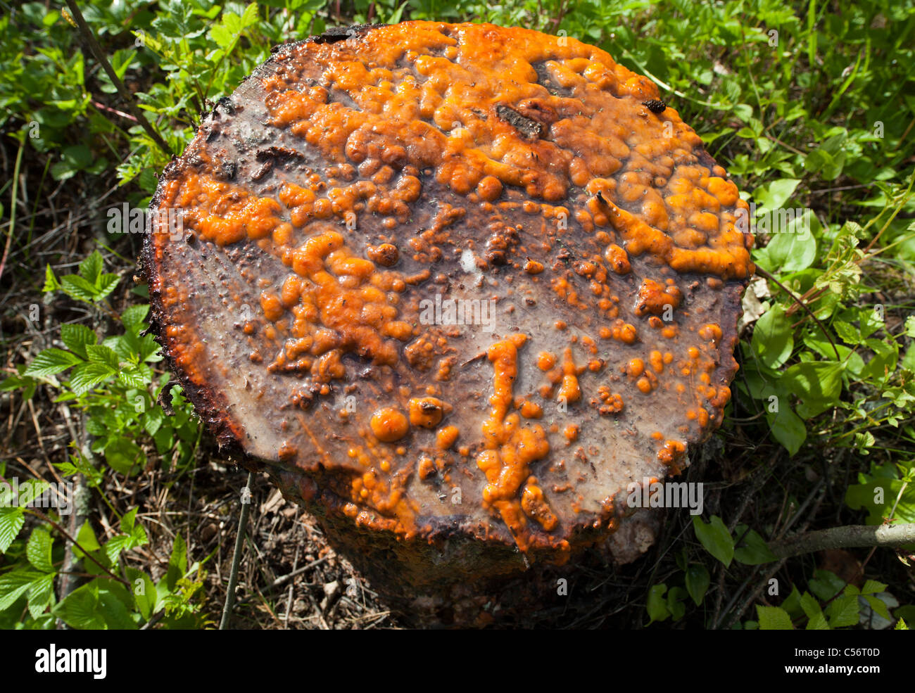 Partially coagulated sap extracting from a cut birch ( betula ) tree ...