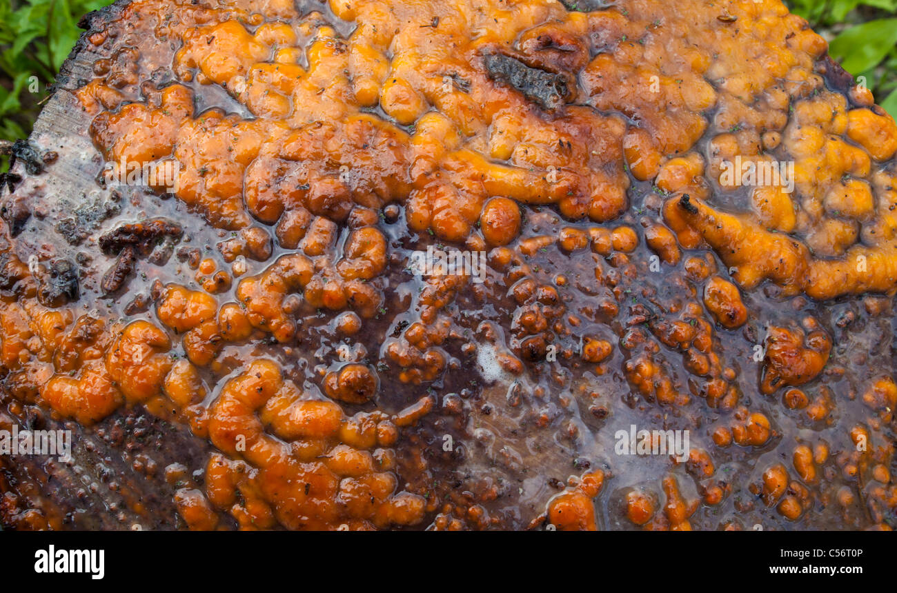 Birch Stump Covered With Dried Sap High Resolution Stock Photography ...