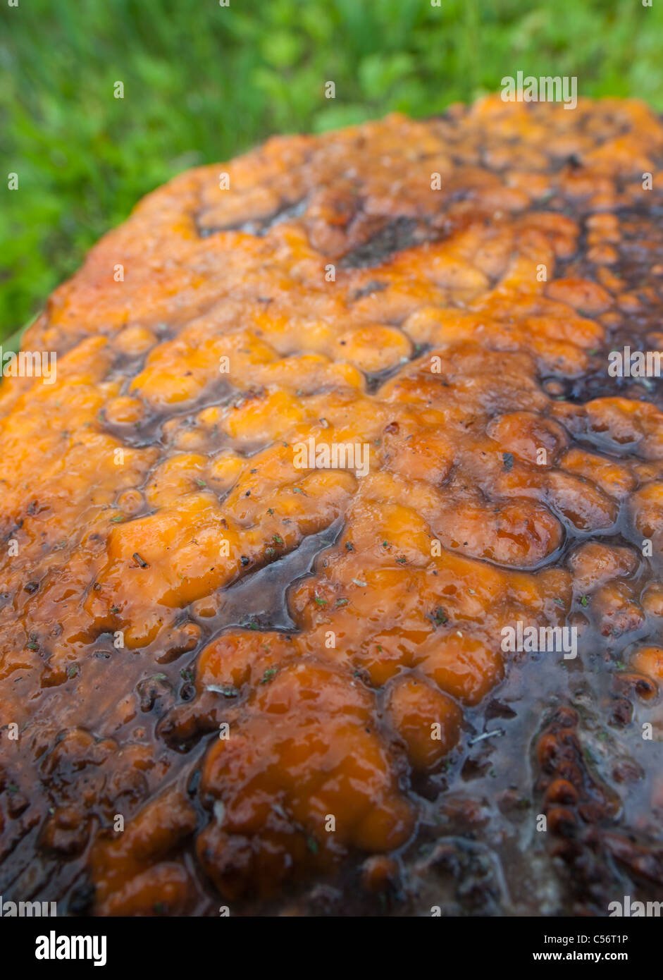 Partially coagulated sap extracting from a cut birch ( betula ) tree ...