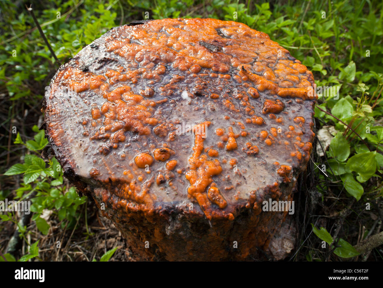Birch stump covered with dried sap hi-res stock photography and images ...