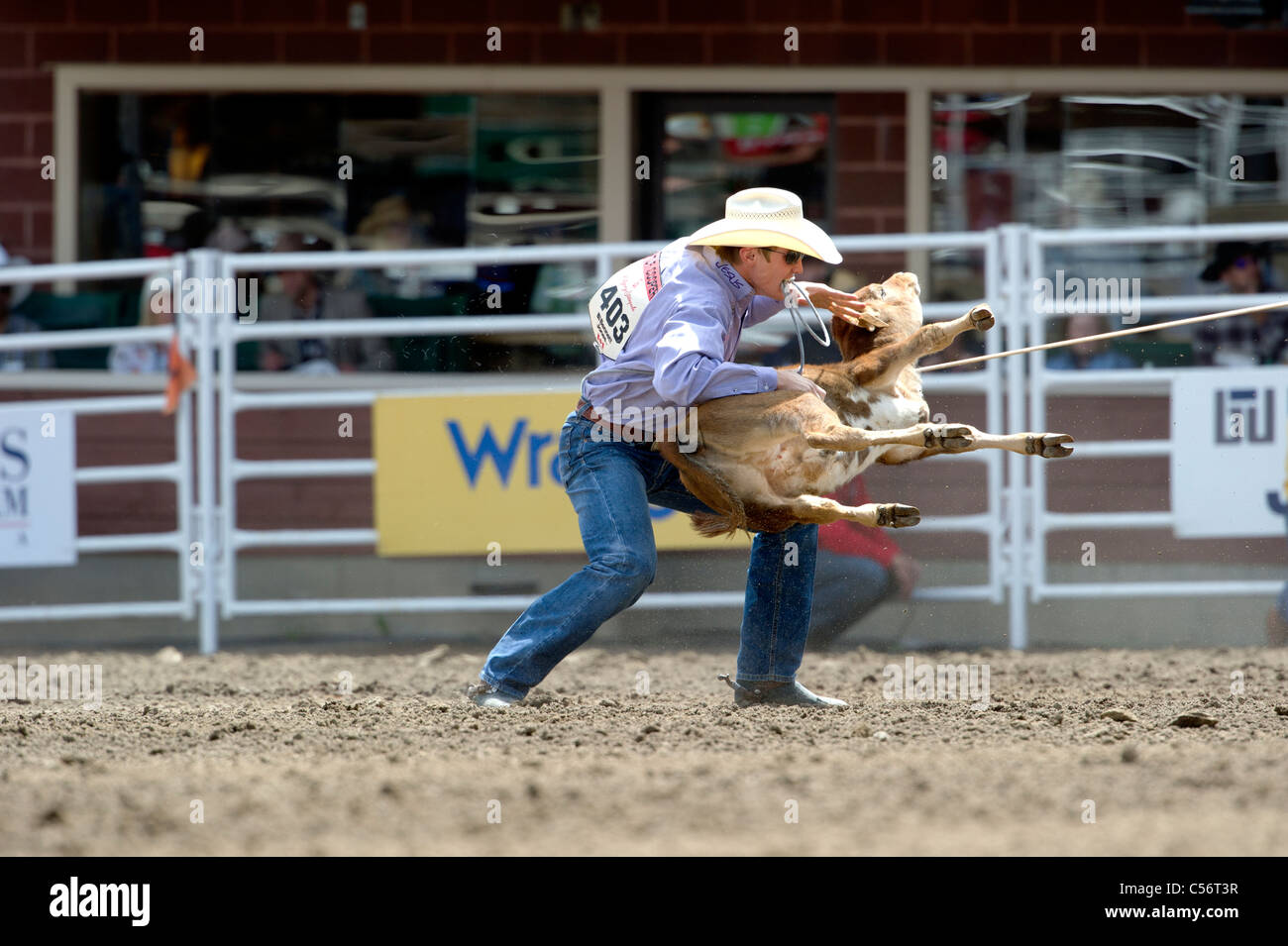 Calf roping event at the Calgary Stampede Stock Photo - Alamy