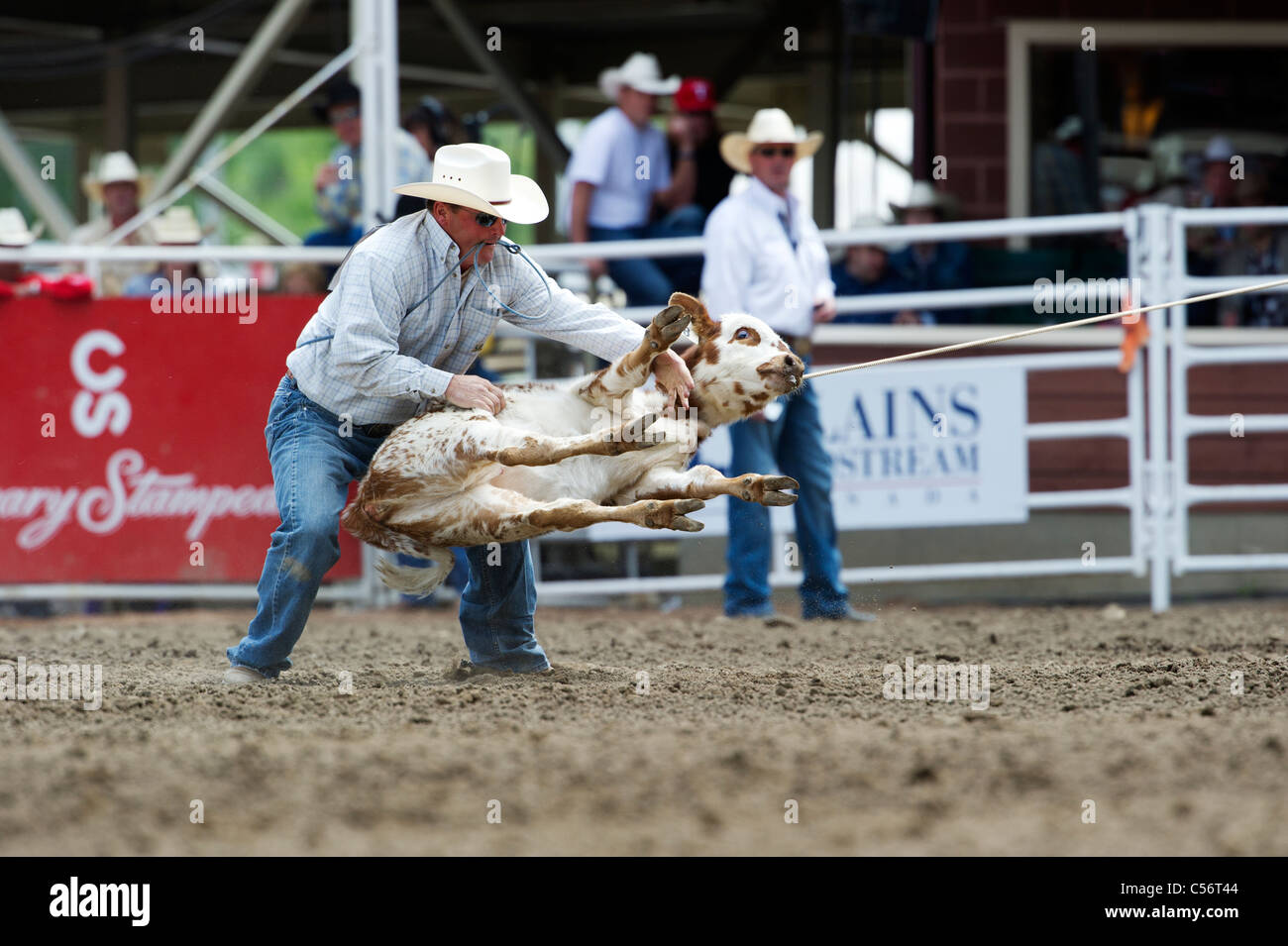Calf roping event at the Calgary Stampede Stock Photo - Alamy