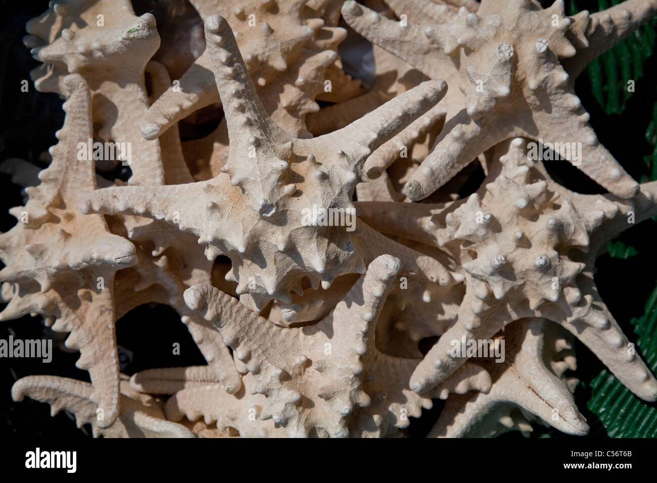 Dried starfish hi-res stock photography and images - Alamy