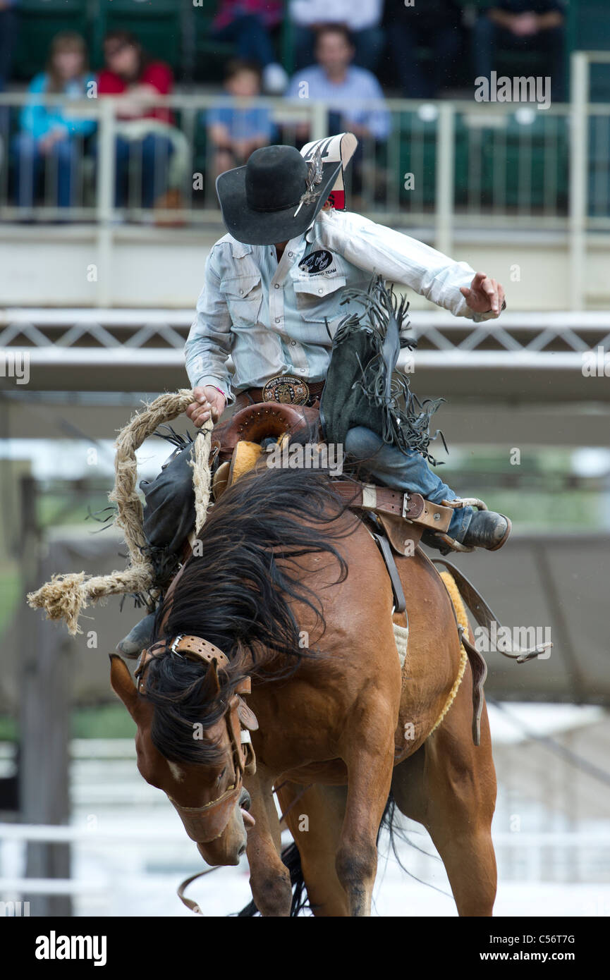 Saddle bronc event at the Calgary Stampede Rodeo Stock Photo - Alamy