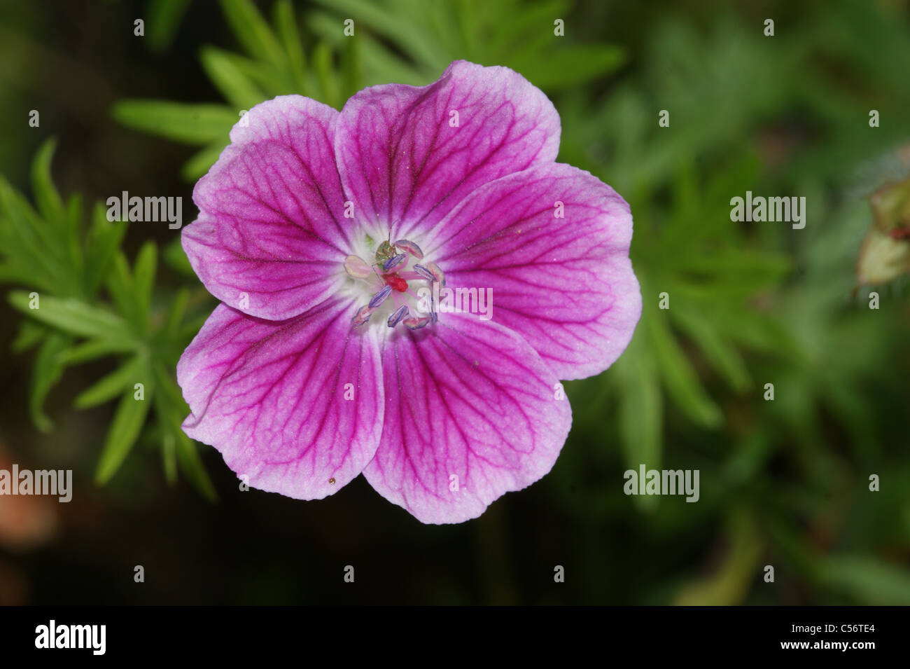 The geranium hi-res stock photography and images - Alamy
